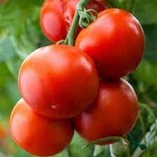 Novosadcki jabucar(stara sorta)-Domaci,vrhunski paradajz..