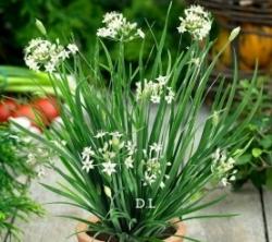 Kineski Beli luk vlasac (Allium tuberosum)