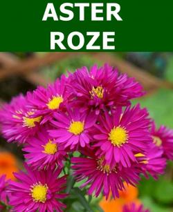 Aster roze