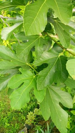 Ficus Carica - bela smokva