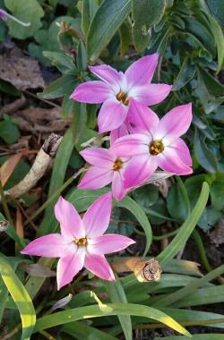 Ipheion uniflorum Tessa