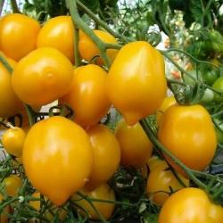 Tomato Citrina(Limun paradajz)-Sladak,Ogroman Prinos..