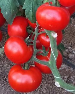 Marglobe(Nije Hibrid)-Ukusan paradajz,dobrog prinosa..