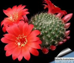 Rebutia krainziana - 10 semenki