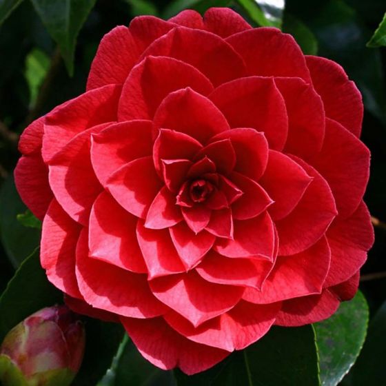 Camellia japonica 'Black Lace' • C18 L • Šplir