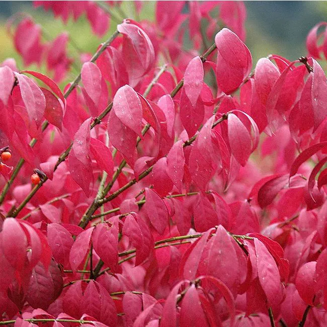 Euonymus alatus 'Compactus' • C 18 l •kalem 100 cm