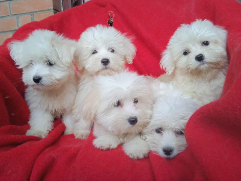 Štenci Coton de Tulear (Tulearski pas)