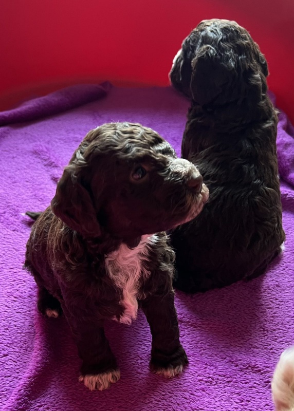 Lagotto Romagnolo štenci