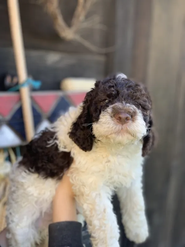 Lagotto Romagnolo štenci