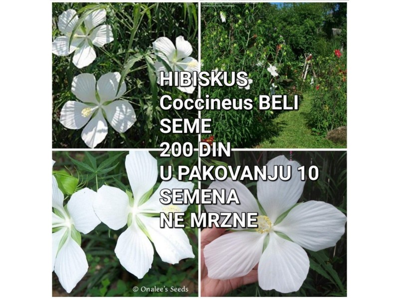 Hibiscus coccineus SEME