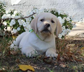 Labrador Retriver TOP PONUDA