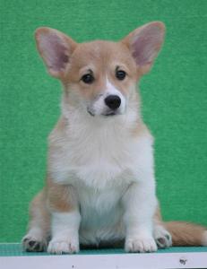 Velski korgi/Welsh Corgi Pembroke