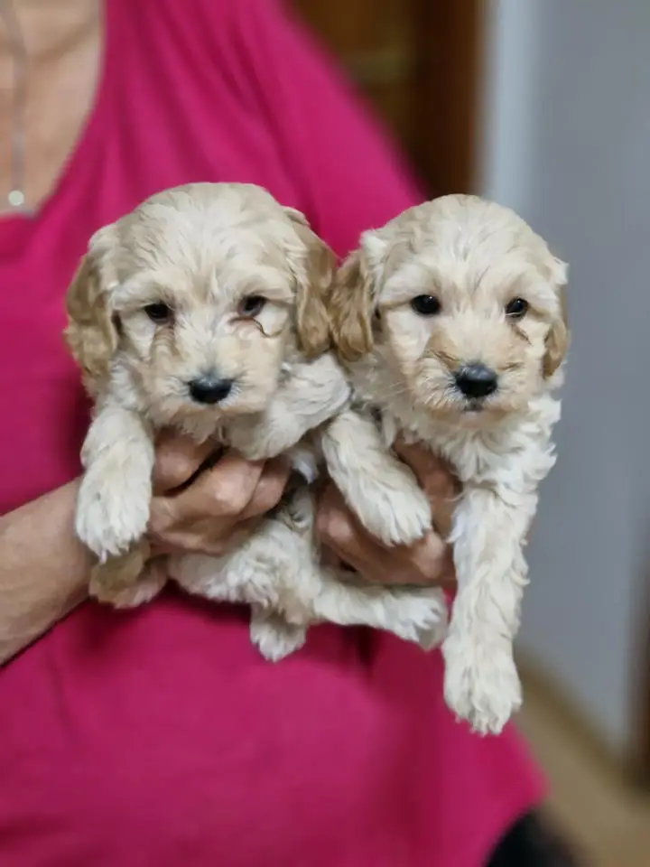 Preslatki štenci MALTIPOO spremni za preuzimanje.