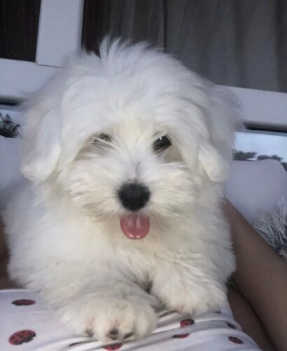 Coton de Tulear stenci