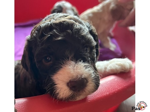 Lagotto romagnolo