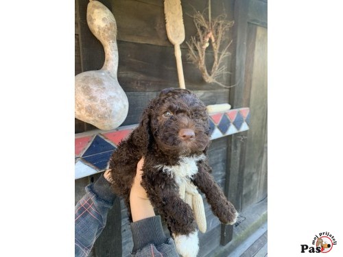 Lagotto romagnolo