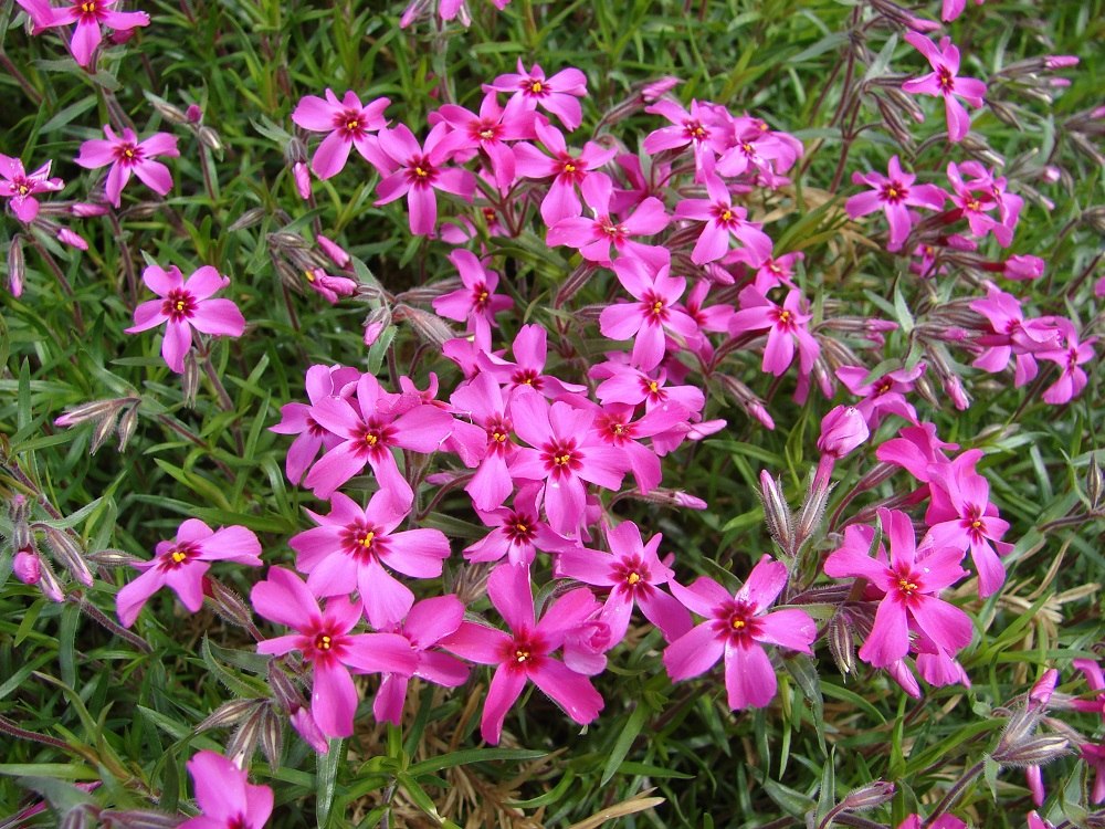 Phlox subulata ‘Scarlet Flame’ fi 15