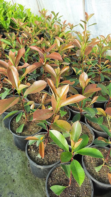 Photinia x fraseri ‘Red Robin’-Fotinia 50-70cm