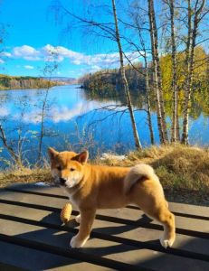 TOP Shiba inu stenci na prodaju