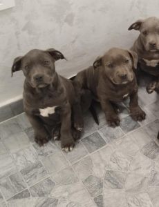 American Bully XL