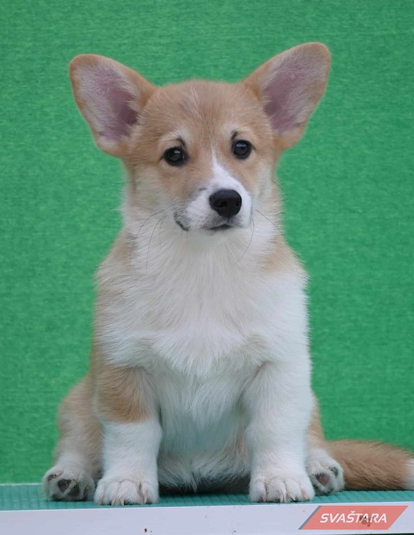 Velski korgi/Welsh Corgi Pembroke