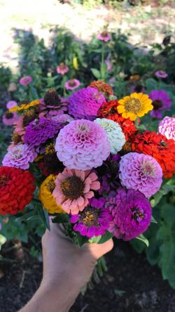 Zinnia Liliput & Zinnia Pompom, dve sorte, seme