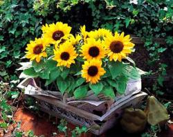 Mini Ukrasni Suncokret-Dekorativna biljka 40-60cm visine...