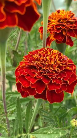 French Marigold 'Red Brocate' seme