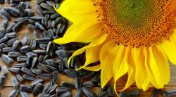 Suncokret (15 sem)-Za zdravo i ukusno seme..