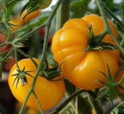 Tomatoes Yellowstone-Snaznog neodredjenog rasta..