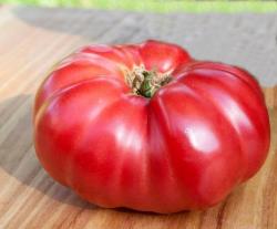 Hibridni brzi paradajz-Veoma krupan i rodan..