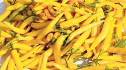 Žute ljute papričice 50 semenki