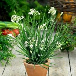 Kineski vlasac beli luk(allium tuberesum)..