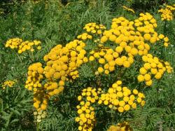 VRATIC - TANACETUM VULGARE - vise biljaka