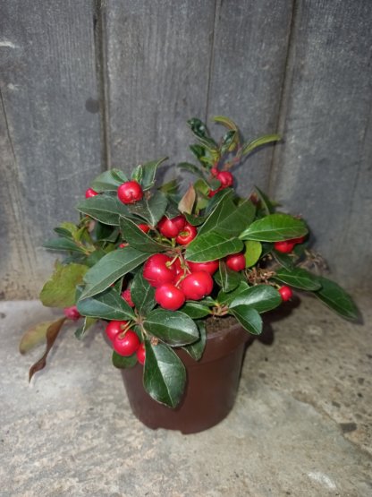 Gaultheria procumbens – gauiterija