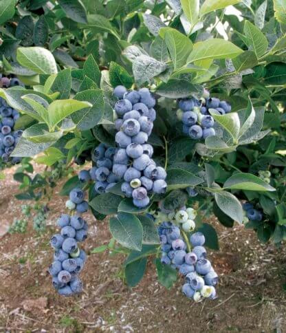 Borovnica ‘Blue crop’ DVOGODISNJA