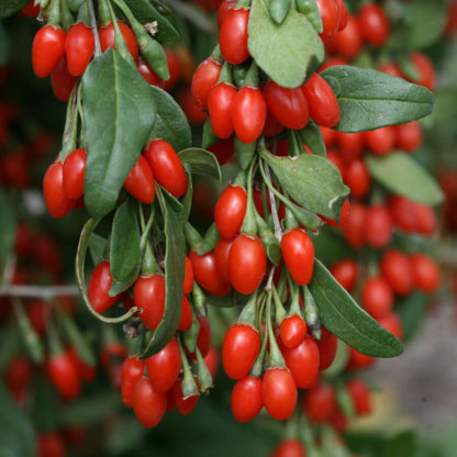 Goji (Lycium barbarum) DVOGODISNJI