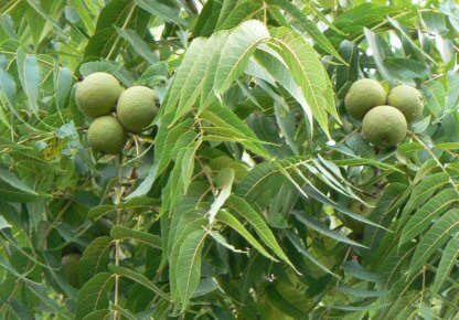 Crni orah (Juglans nigra)