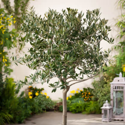 Maslina (Olea europea) – petogodišnja – 150 cm visine