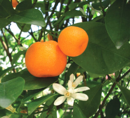 Mandarina