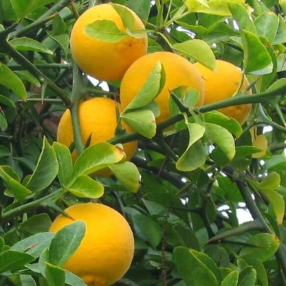 Sibirski limun (Poncirus trifoliata)