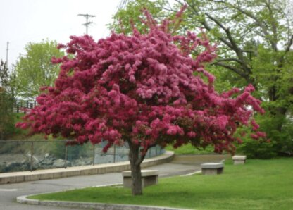 Malus Floribunda-malus floribunda- Ukrasna jabuka