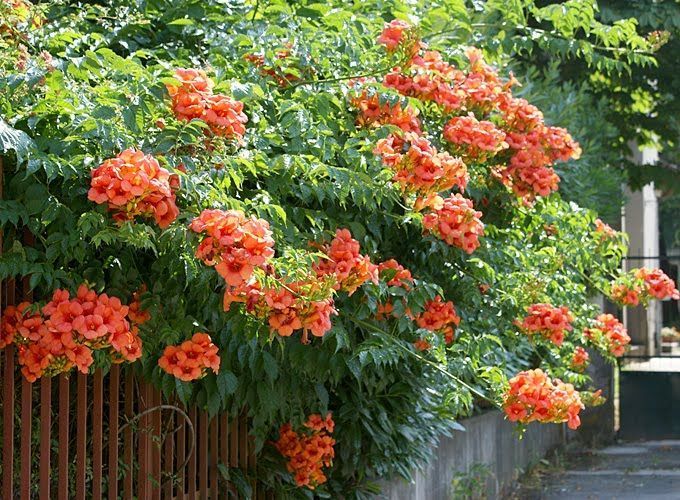 Campsis Radicans Ursynow - Tekoma