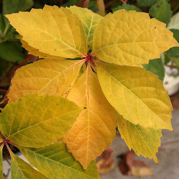 Parthenocissus Quinquefolia Yellow Wall - Petoprsta lozica