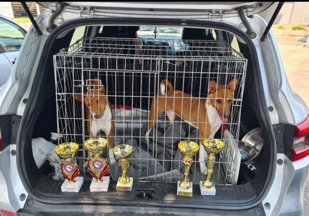 TOP Basenji stenci