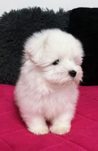 Coton de Tulear stenci