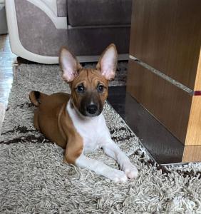 TOP Basenji stenci