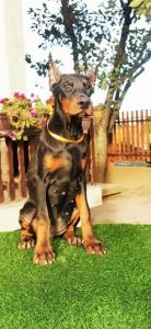 Doberman