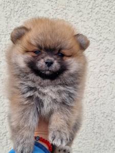 Pomeranac boo