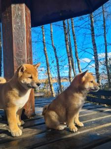 TOP Shiba inu stenci